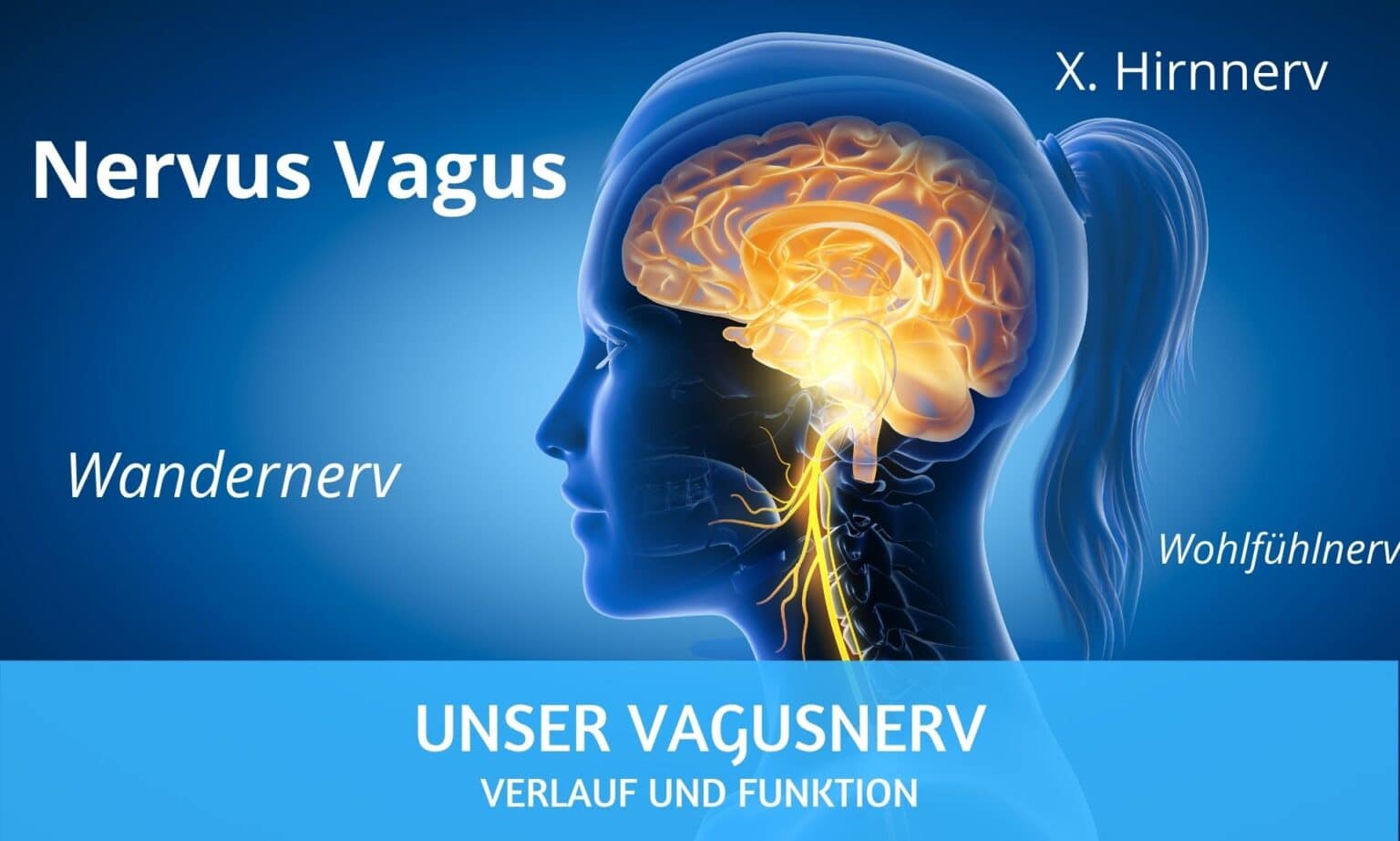 Vagusnerv: Verlauf und Funktion des zehnten (X.) Hirnnervs